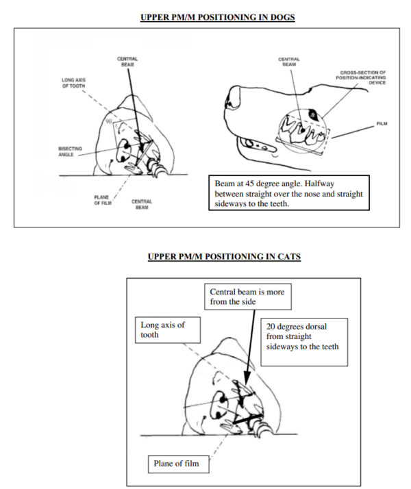 Why use veterinary dental radiographs/xrays in your dental practice?