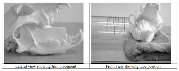 Simplified Positioning for Dental Radiology - Dentalaire Products
