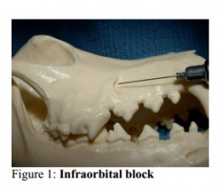 Local Anesthesia in Veterinary Oral Surgery - Tony Woodward, AVDC
